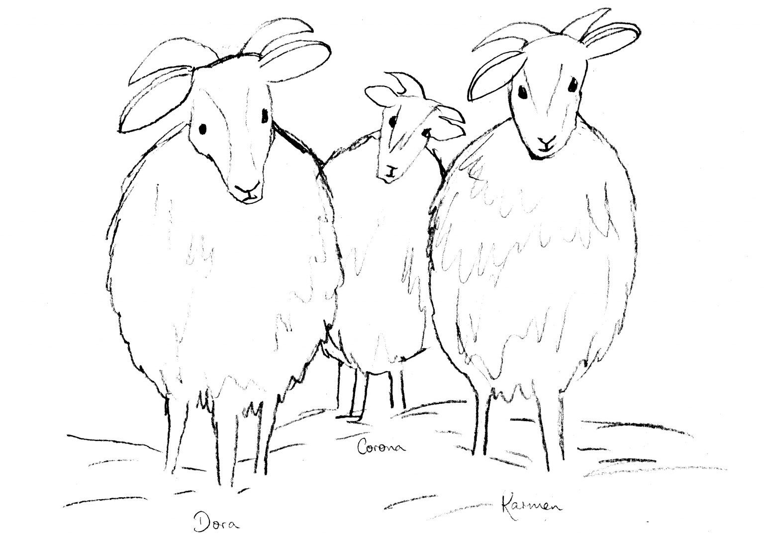 Jacob Sheep Sketch | Diane Antone Studio