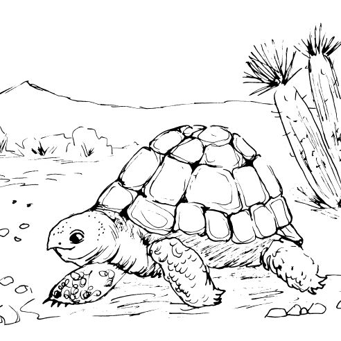 Desert Tortoise Drawing Tortoise — Shopping In The High Desert Of